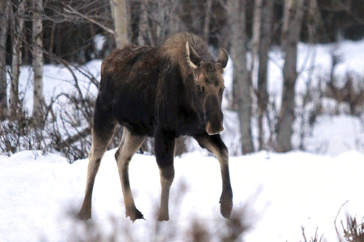 Alaska residents warned to give grumpy moose their space – Spartan Echo